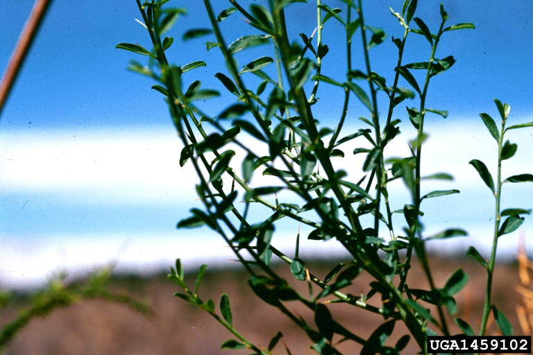 camelthorn (Alhagi maurorum Medik)