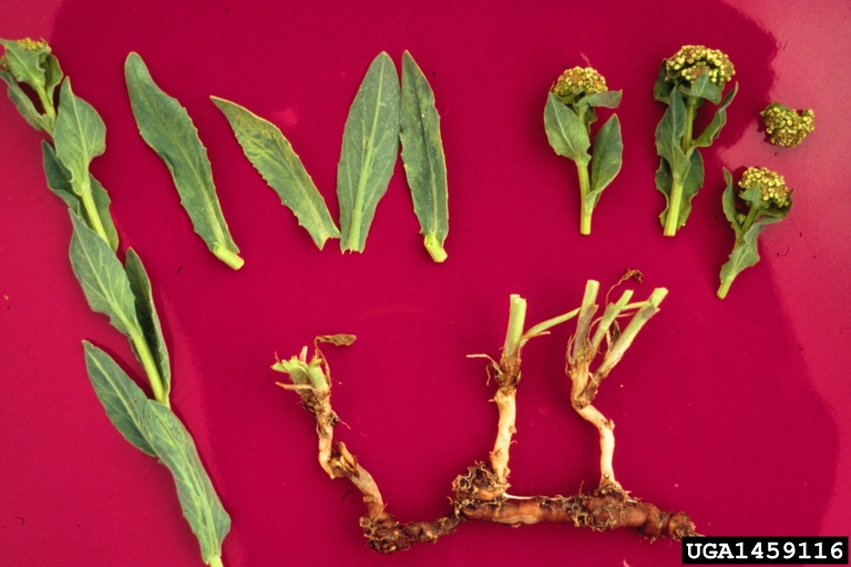 hoary cress (Lepidium draba)