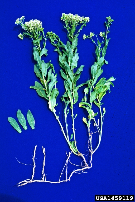hoary cress (Lepidium draba (L.) Desv)