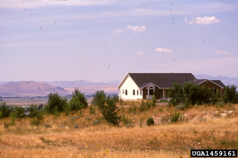Siberian elm (Ulmus pumila L.)