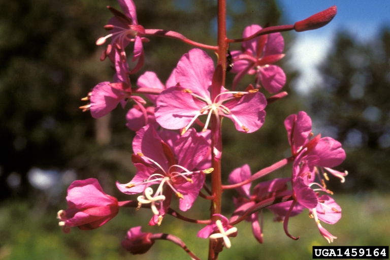 fireweed (Chamerion angustifolium (L.) Holub)