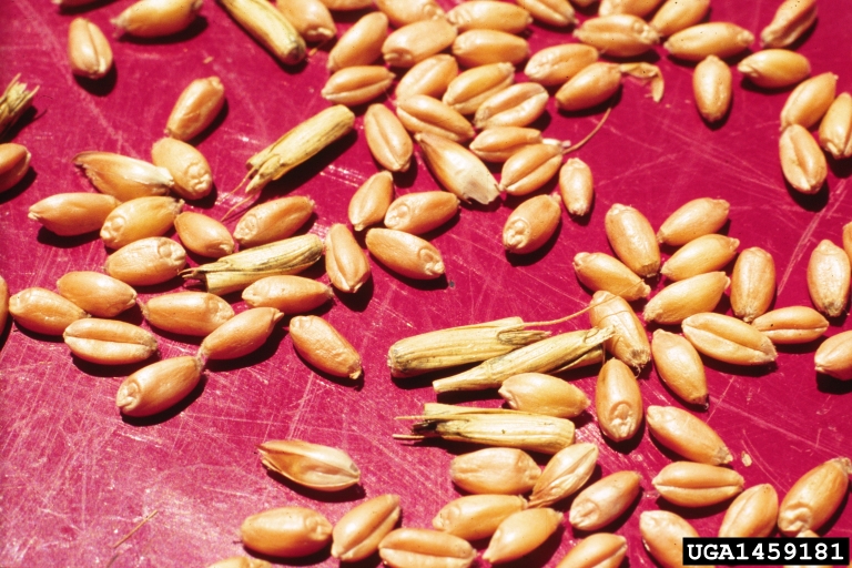 jointed goatgrass (Aegilops cylindrica)