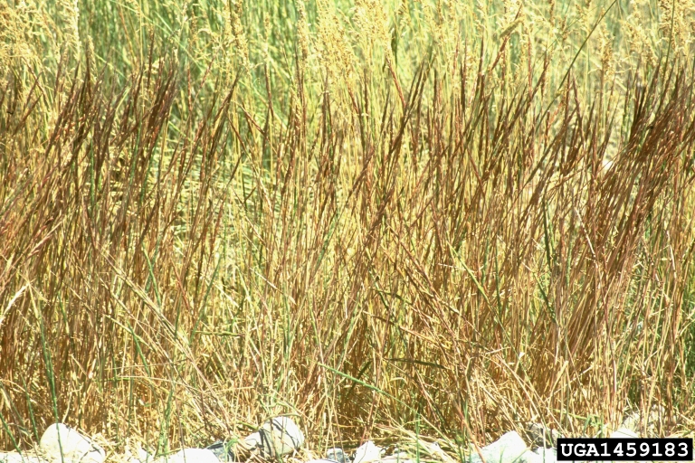 jointed goatgrass (Aegilops cylindrica Host)