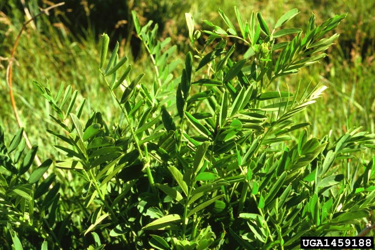 goatsrue (Galega officinalis L.)