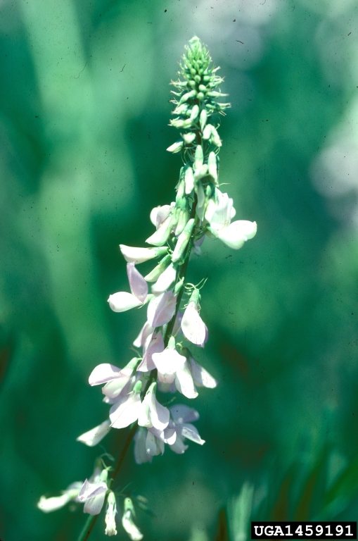 goatsrue (Galega officinalis L.)