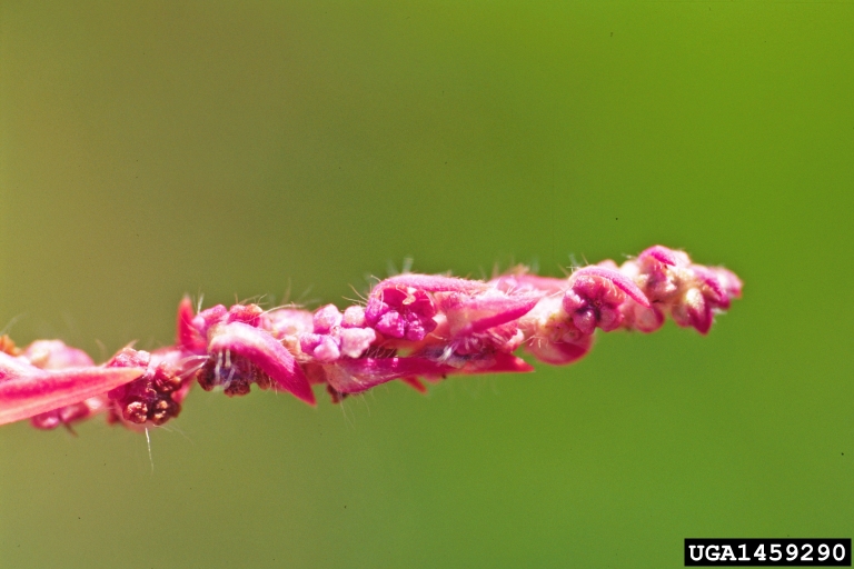 Mexican fireweed (Bassia scoparia)