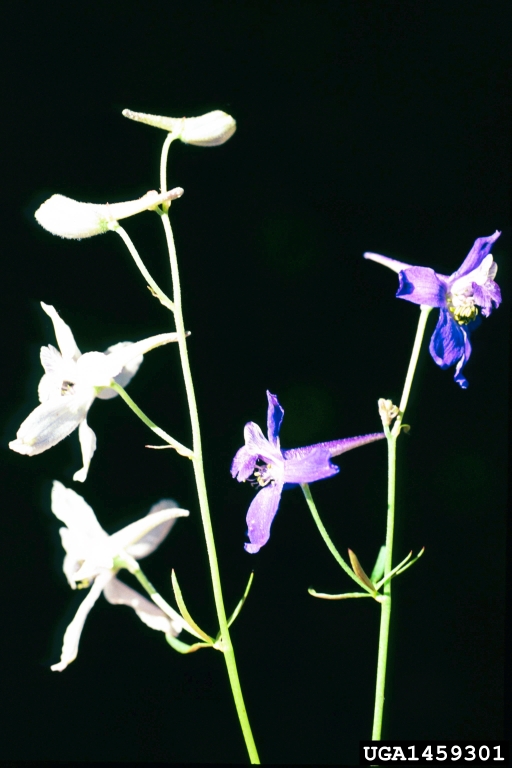 low larkspur (Delphinium nuttallianum Pritz. ex Walp.)