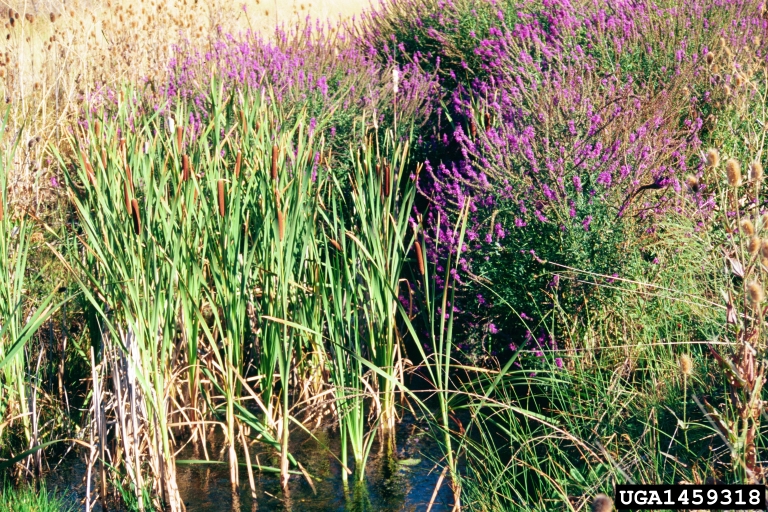 purple loosestrife (Lythrum salicaria)