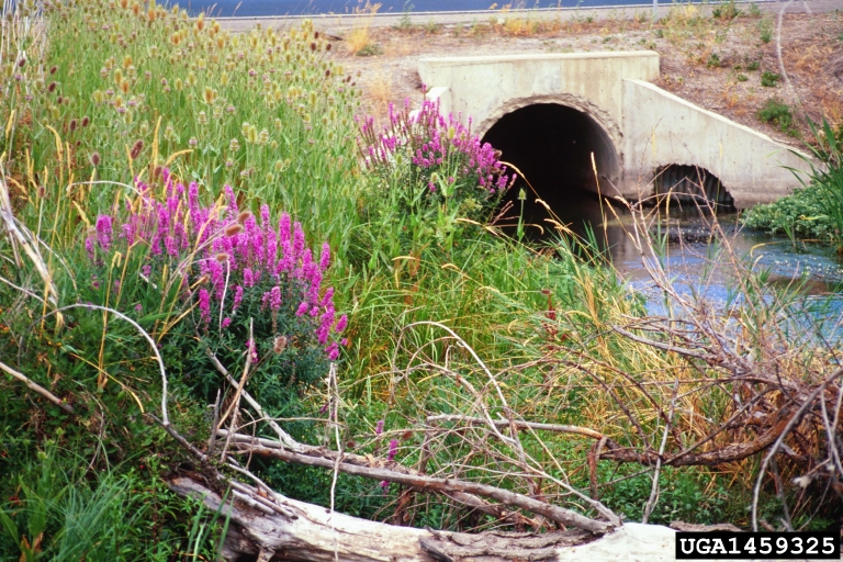 purple loosestrife (Lythrum salicaria)