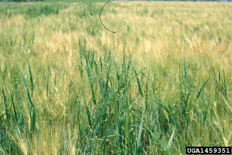 wild-proso millet (Panicum miliaceum L.)