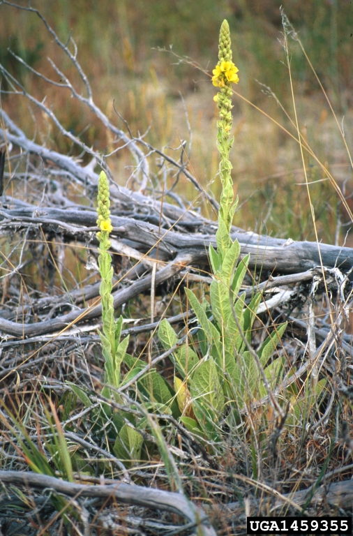 common mullein (Verbascum thapsus)