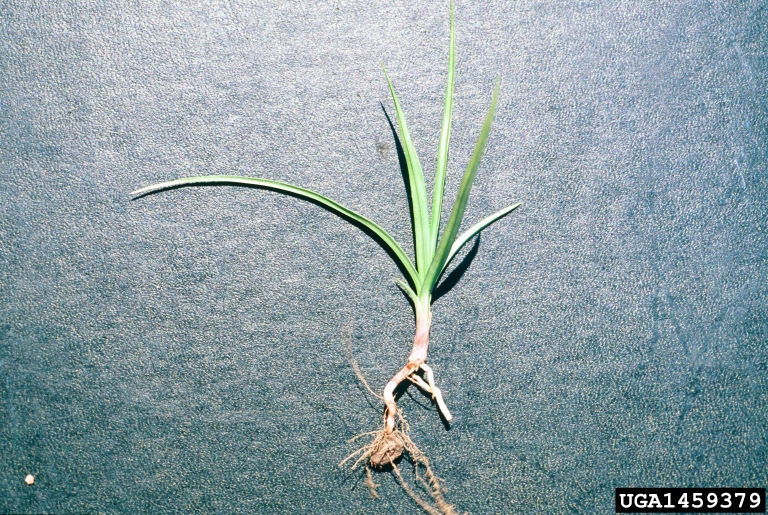 yellow nutsedge (Cyperus esculentus)