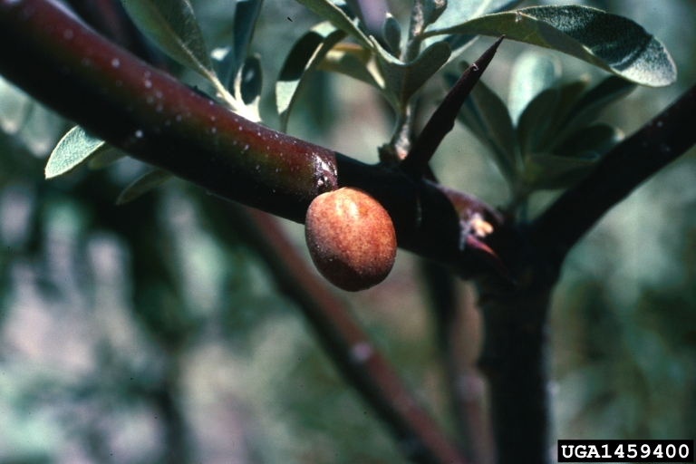 Russian olive (Elaeagnus angustifolia L.)