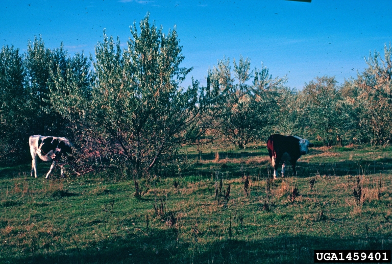 Russian olive (Elaeagnus angustifolia)