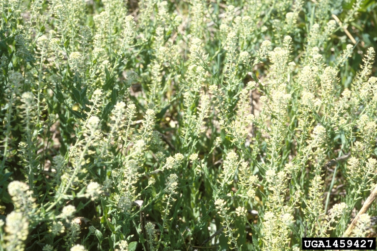 field pepperweed (Lepidium campestre)