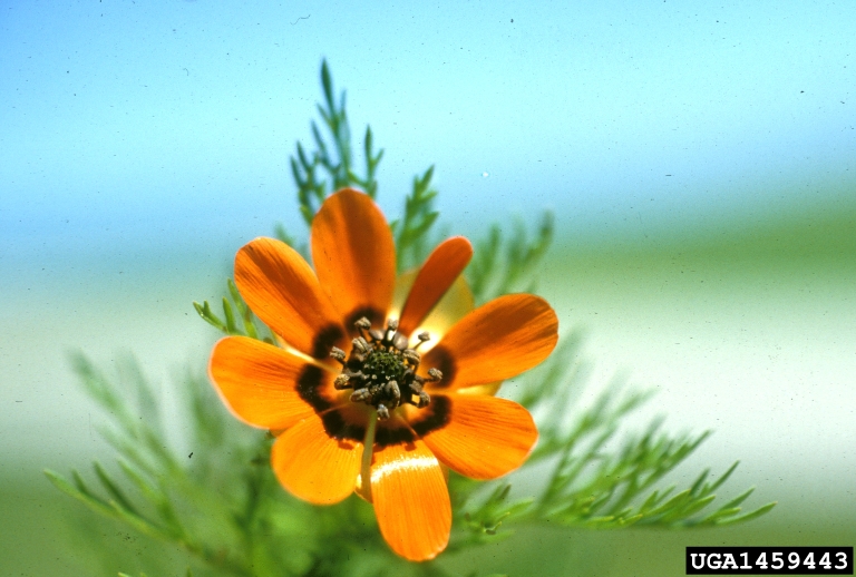 summer pheasant's eye (Adonis aestivalis L.)