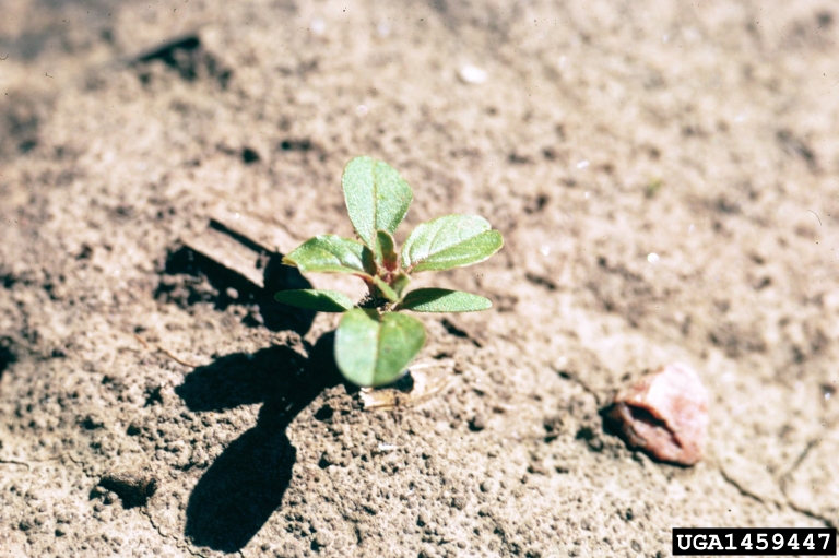 tumble pigweed (Amaranthus albus L)