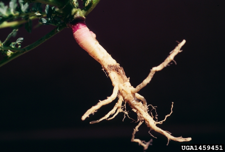 tumble pigweed (Amaranthus albus L)