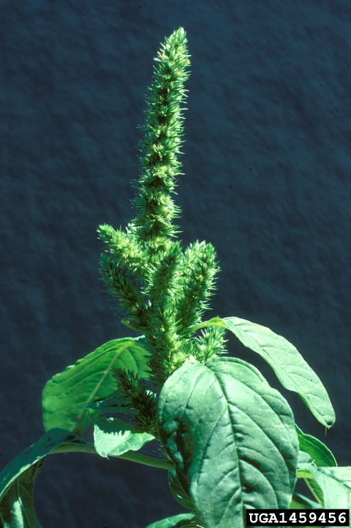 redroot pigweed (Amaranthus retroflexus L.)