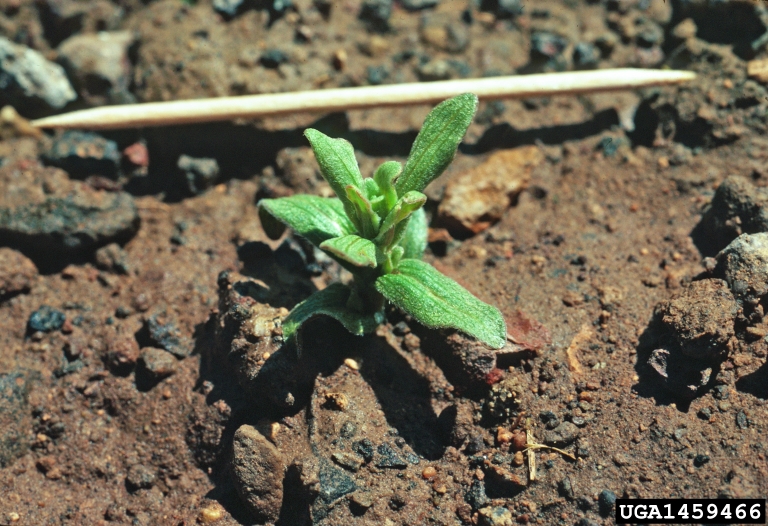 poverty sumpweed (Iva axillaris Pursh)
