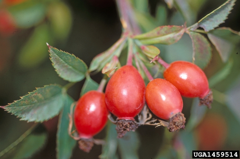 rose (Genus Rosa L.)