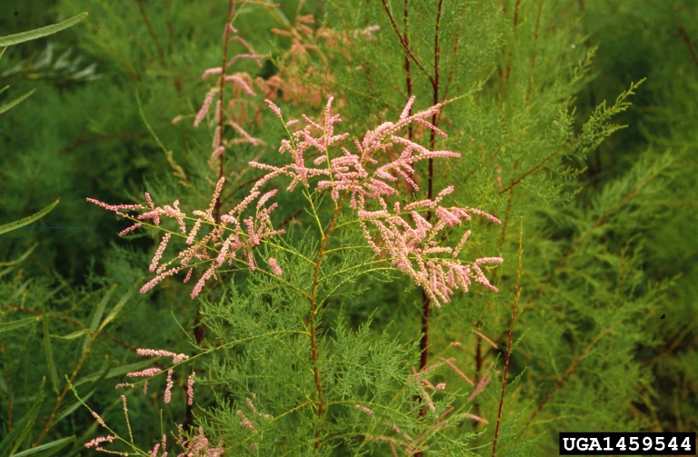 tamarisk (Genus Tamarix L.)