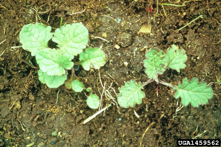 tansy ragwort (Jacobaea vulgaris Gaertn.)