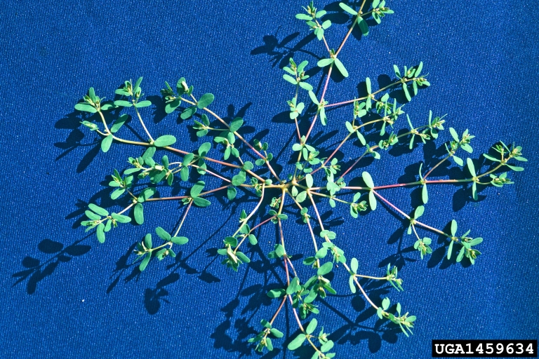 ridgeseed spurge (Chamaesyce glyptosperma (Engelm.))