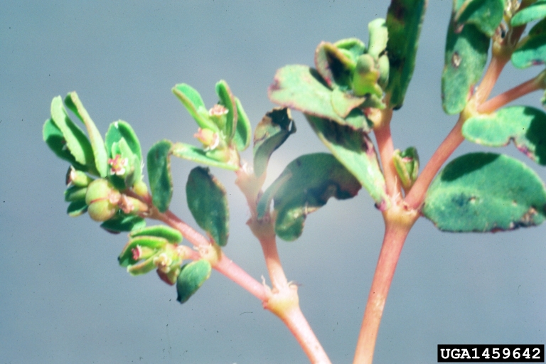 prostrate spurge (Chamaesyce humistrata (Engelm.) Small)