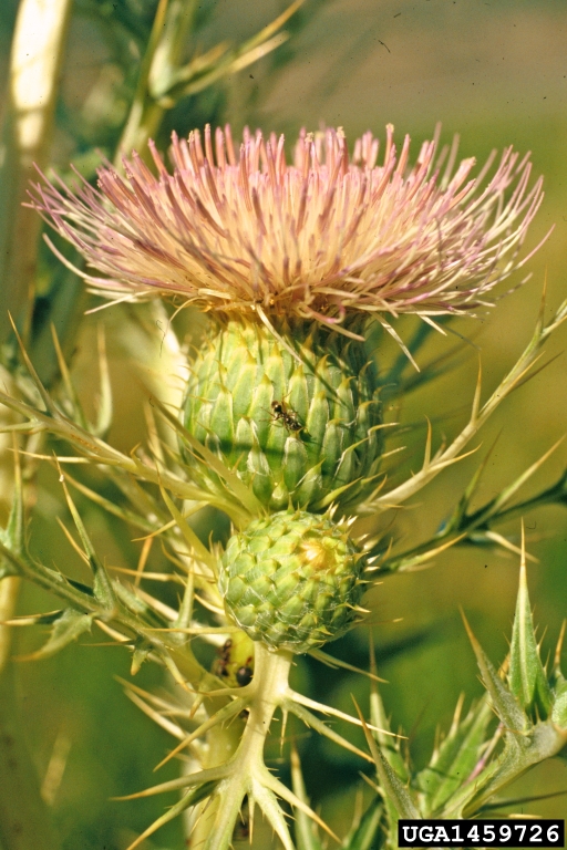 bull thistle (Cirsium vulgare (Savi) Ten.)