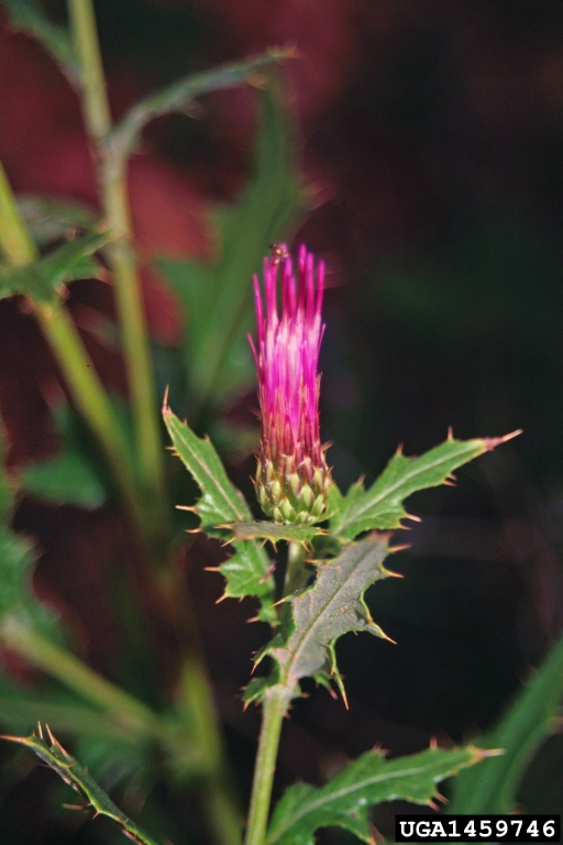 Arizona thistle (Cirsium arizonicum (Gray) Petrak)