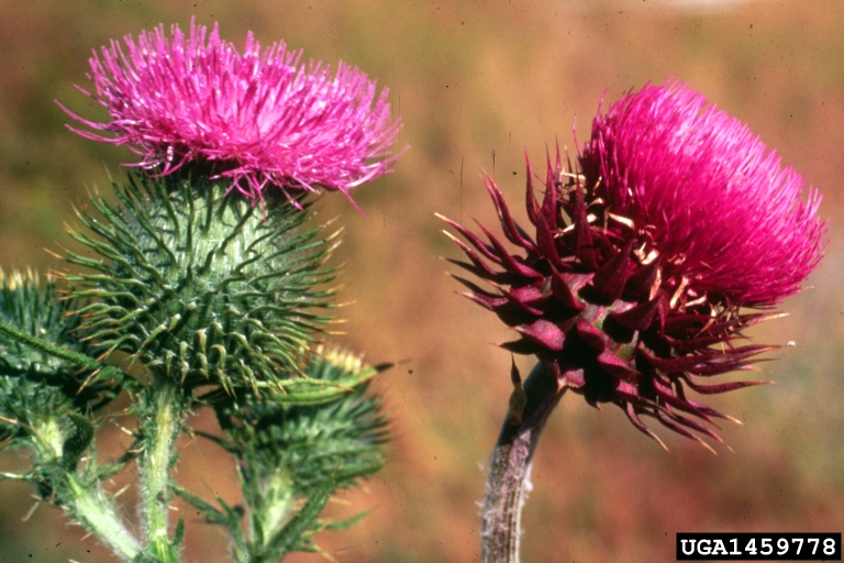 musk thistle, nodding thistle (Carduus nutans L.)