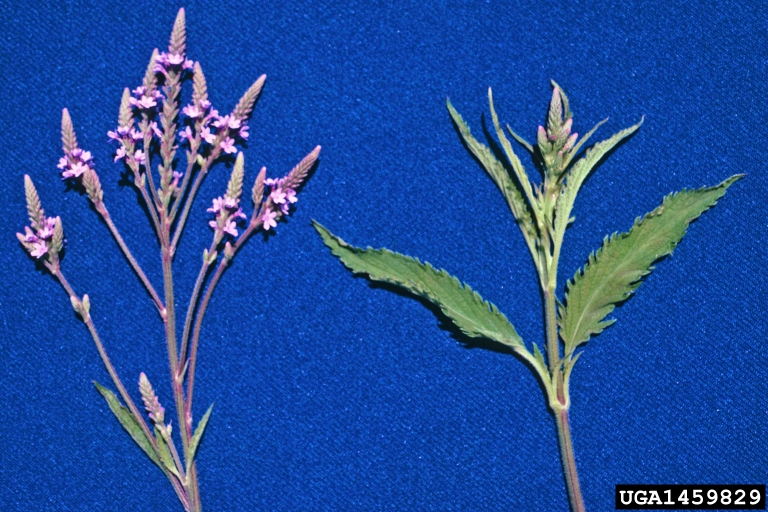 blue vervain (Verbena hastata L.)