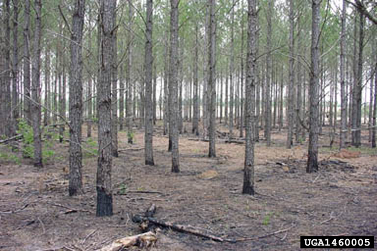 thinning (stand)