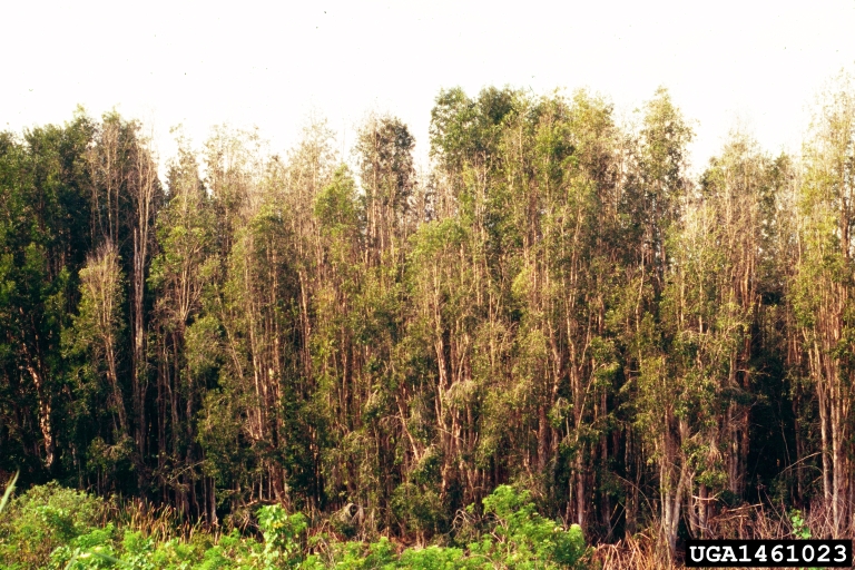 melaleuca (Melaleuca quinquenervia (Cav.) Blake)