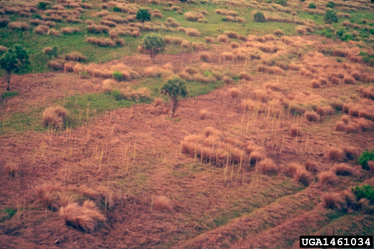 melaleuca (Melaleuca quinquenervia (Cav.) Blake)