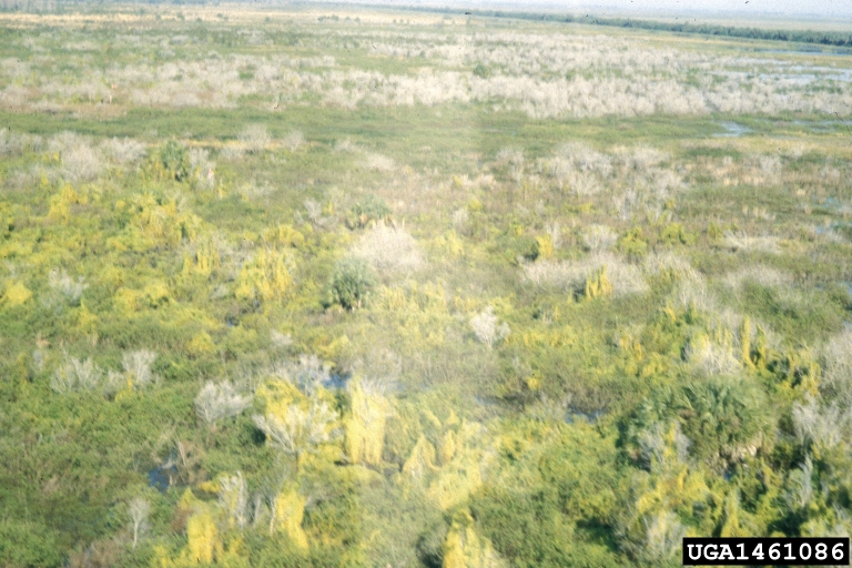 old world climbing fern (Lygodium microphyllum (Cav.) R. Br.)