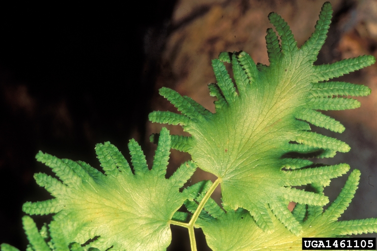 old world climbing fern (Lygodium microphyllum (Cav.) R. Br.)
