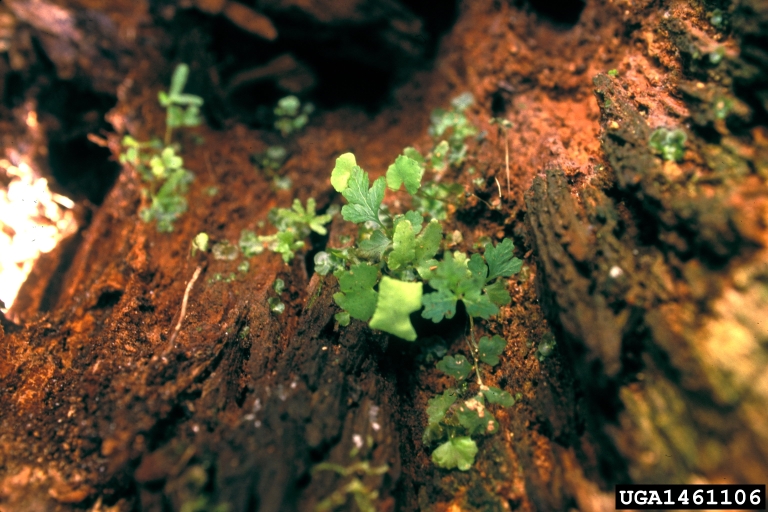 old world climbing fern (Lygodium microphyllum (Cav.) R. Br.)