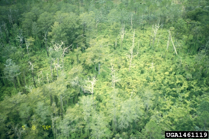 old world climbing fern (Lygodium microphyllum (Cav.) R. Br.)