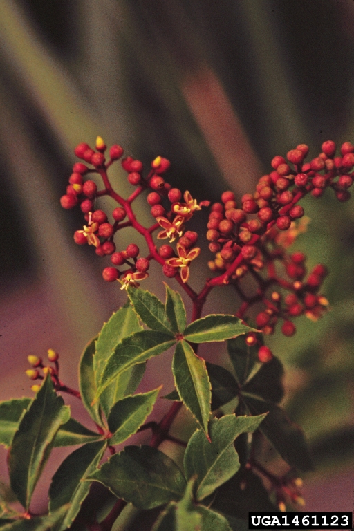 Virginia-creeper (Parthenocissus quinquefolia (L.) Planch.)