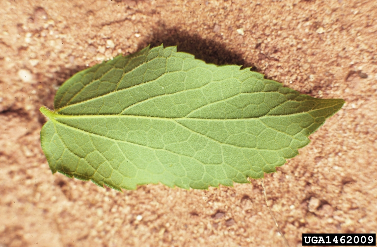 netleaf hackberry (Celtis laevigata var. reticulata)