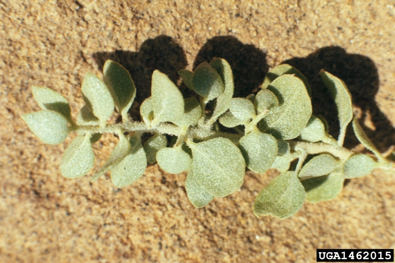 shadscale (Atriplex confertifolia)