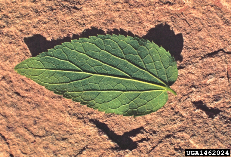 netleaf hackberry (Celtis laevigata var. reticulata)