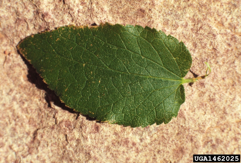 netleaf hackberry (Celtis laevigata var. reticulata)