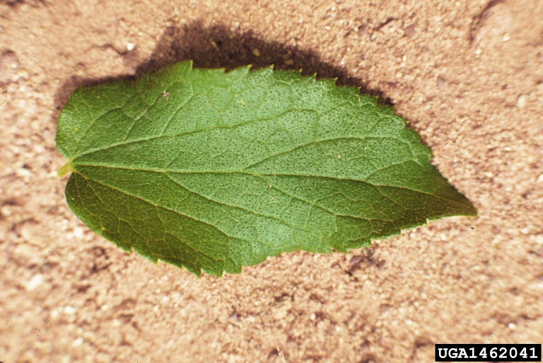 netleaf hackberry (Celtis laevigata var. reticulata)