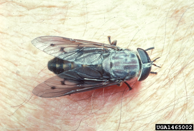 horse fly (Tabanus sulcifrons Macquart, 1855)