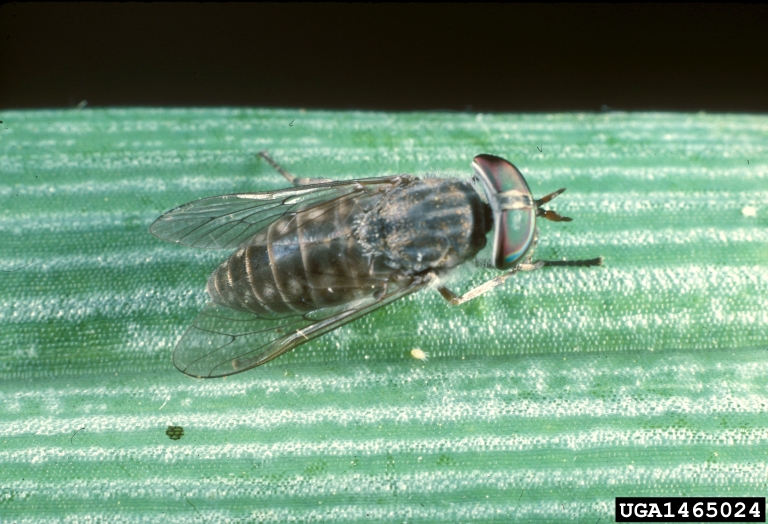 horse fly (Tabanus pumilus)