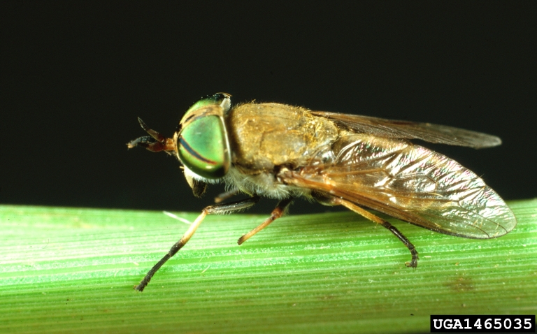 horse fly (Tabanus fulvulus pallidescens Philip, 1936)