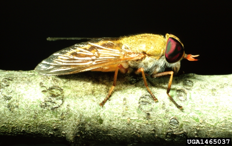 horse fly (Tabanus fulvulus pallidescens Philip, 1936)